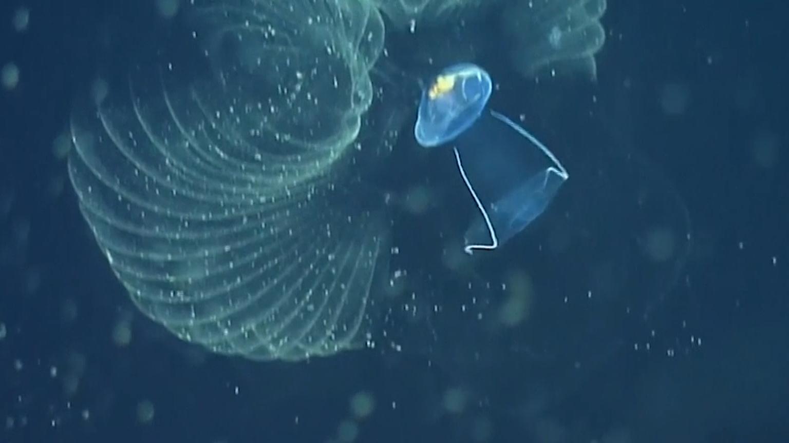 Scientists decode 'mucus houses' built by sea creatures | Editorji