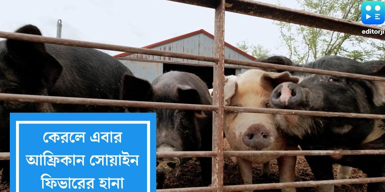 African Swine Fever Germ found in Kerala - African Swine Flue in Kerala ...