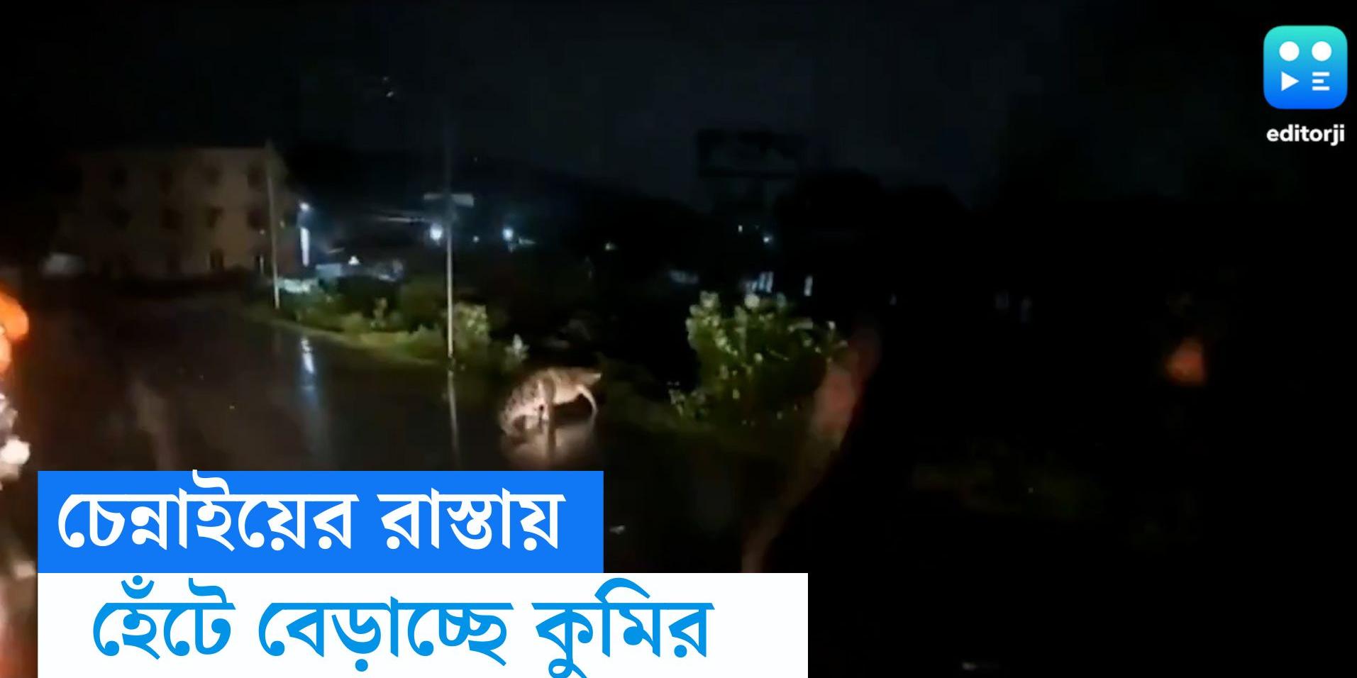 Viral video captures crocodile‘s in Chennai city road escapade during ...