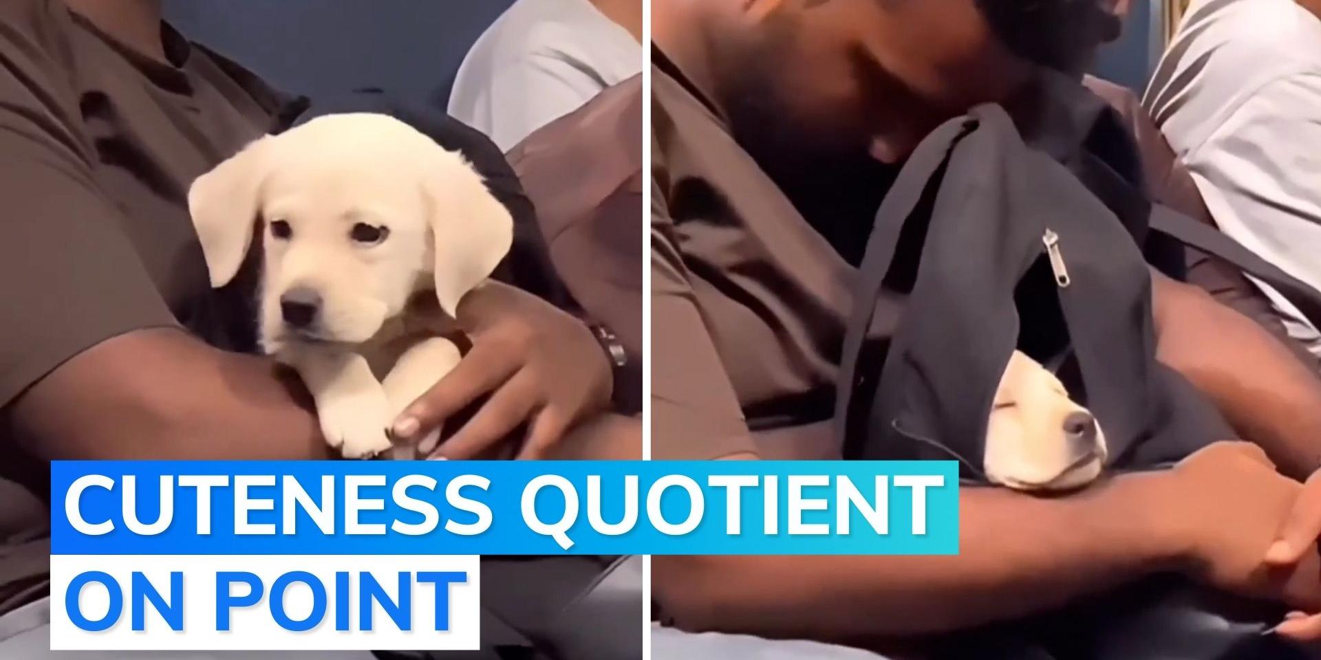 Watch: netizens go ‘aww’ seeing asleep puppy in backpack | Editorji