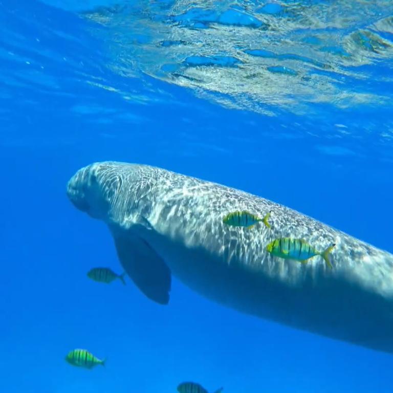 समुद्री गाय के खाने का इंतजाम | Saving Dugongs | Editorji Hindi