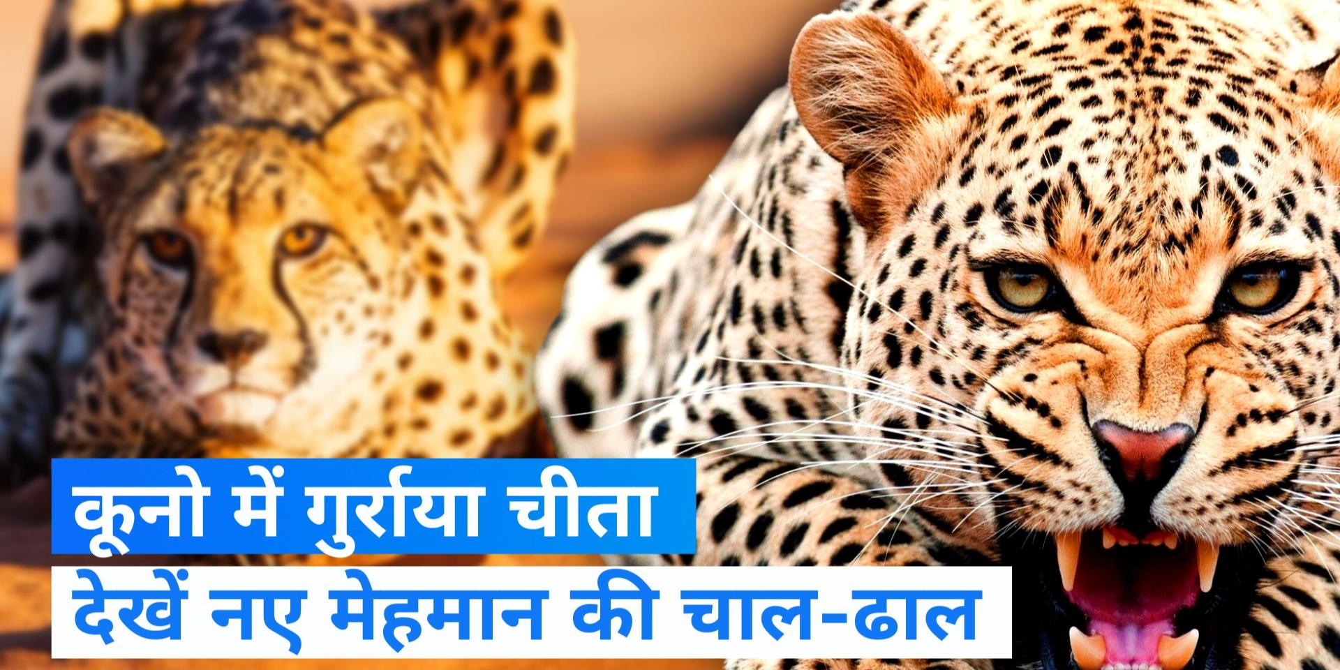 Cheetah reintroduction project: After 7 decades, the roar of cheetah ...