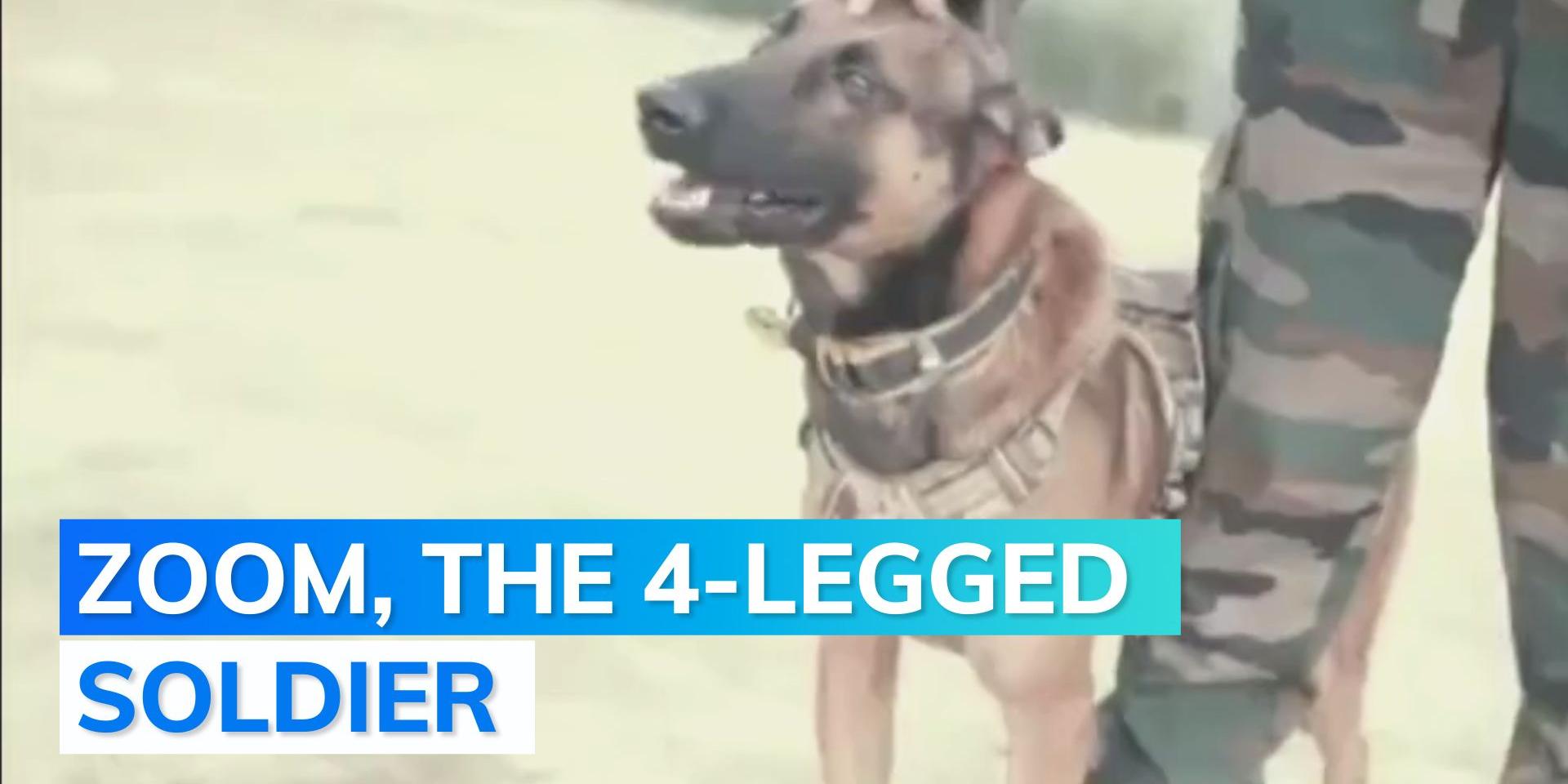 Army’s assault dog critically injured during encounter in J-K’s ...