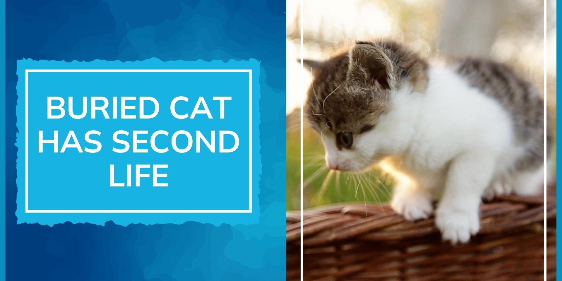 Ukraine Russia War: Buried cat rescued from debris in Kharkiv | Editorji