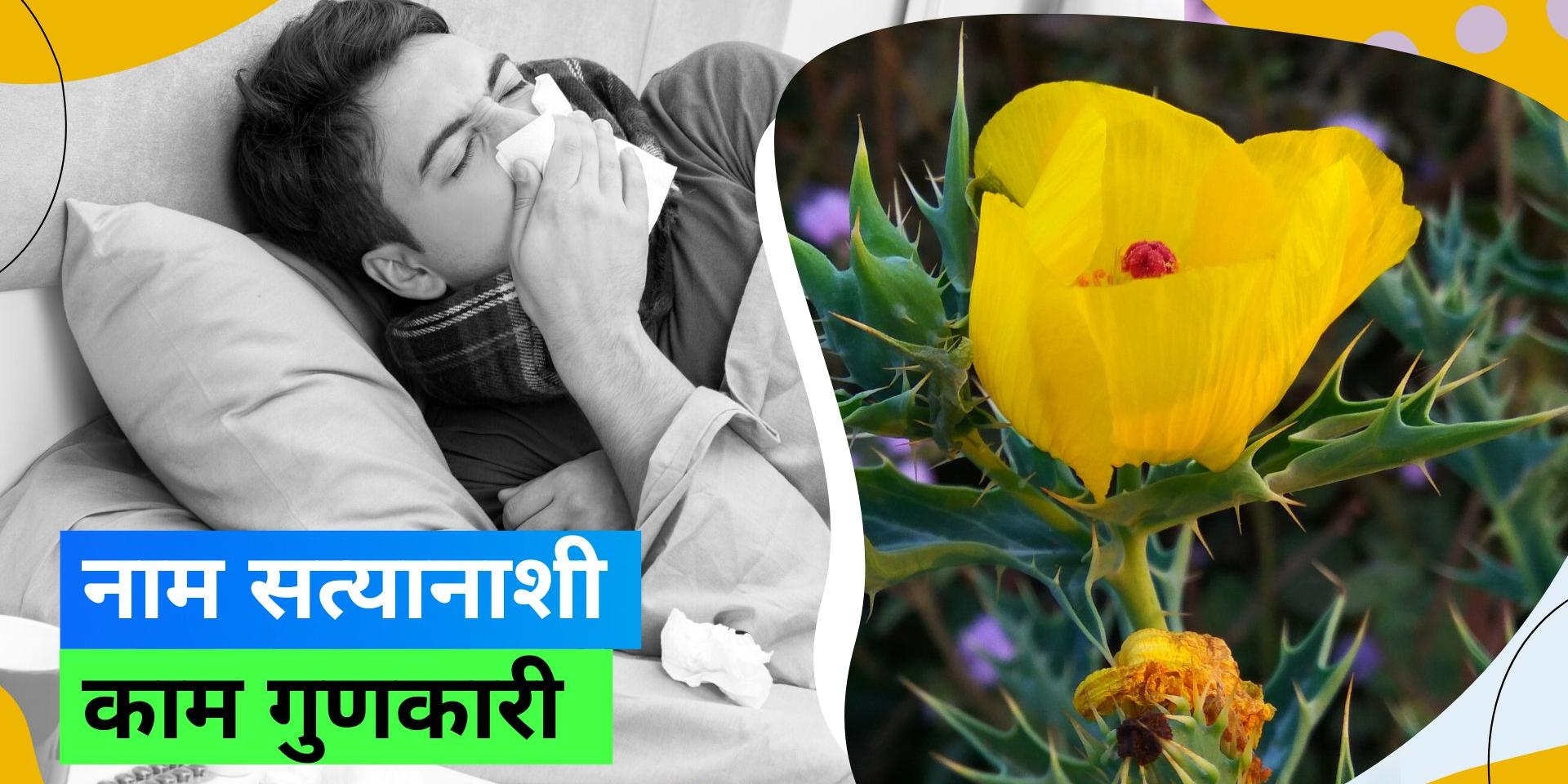 Satyanashi Plant: You are unaware of the properties of Satyanashi plant ...