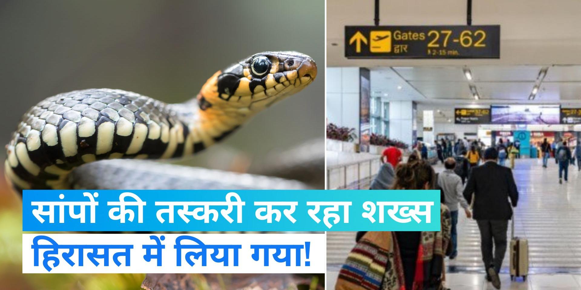 Passenger coming from Bangkok arrested in Chennai, many snakes ...