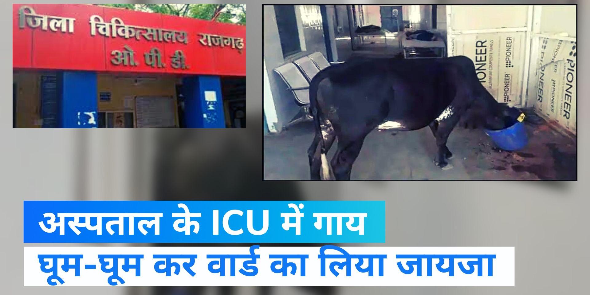 Viral Video: cow roams in ICU of Madhya Pradesh hospital, action on 4 ...