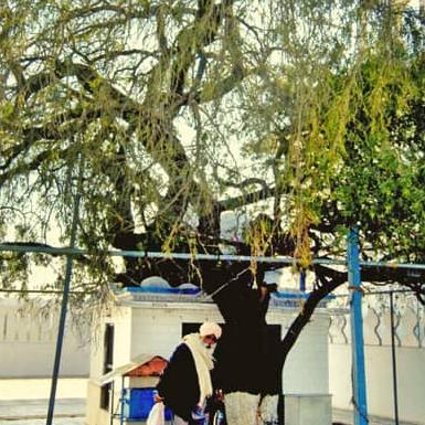 Sikhism: ‘Museum of Trees’ inaugurated in Chandigarh on Guru Nanak ...