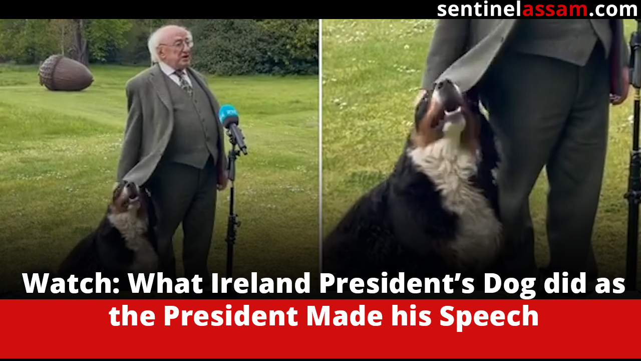 Watch: What Ireland President’s Dog did as the President Made his ...