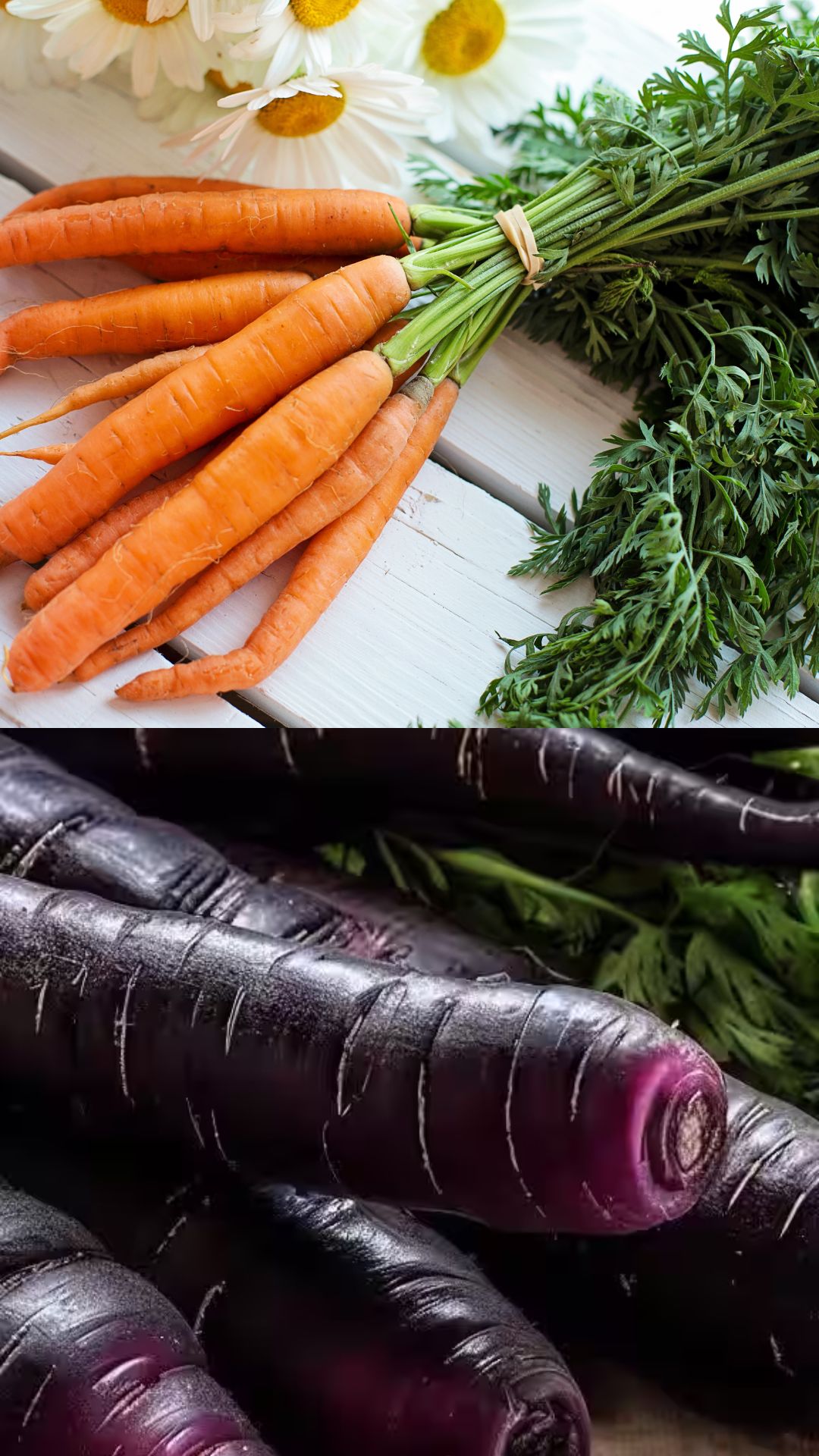 7 Types of carrots that are a must-try this winter