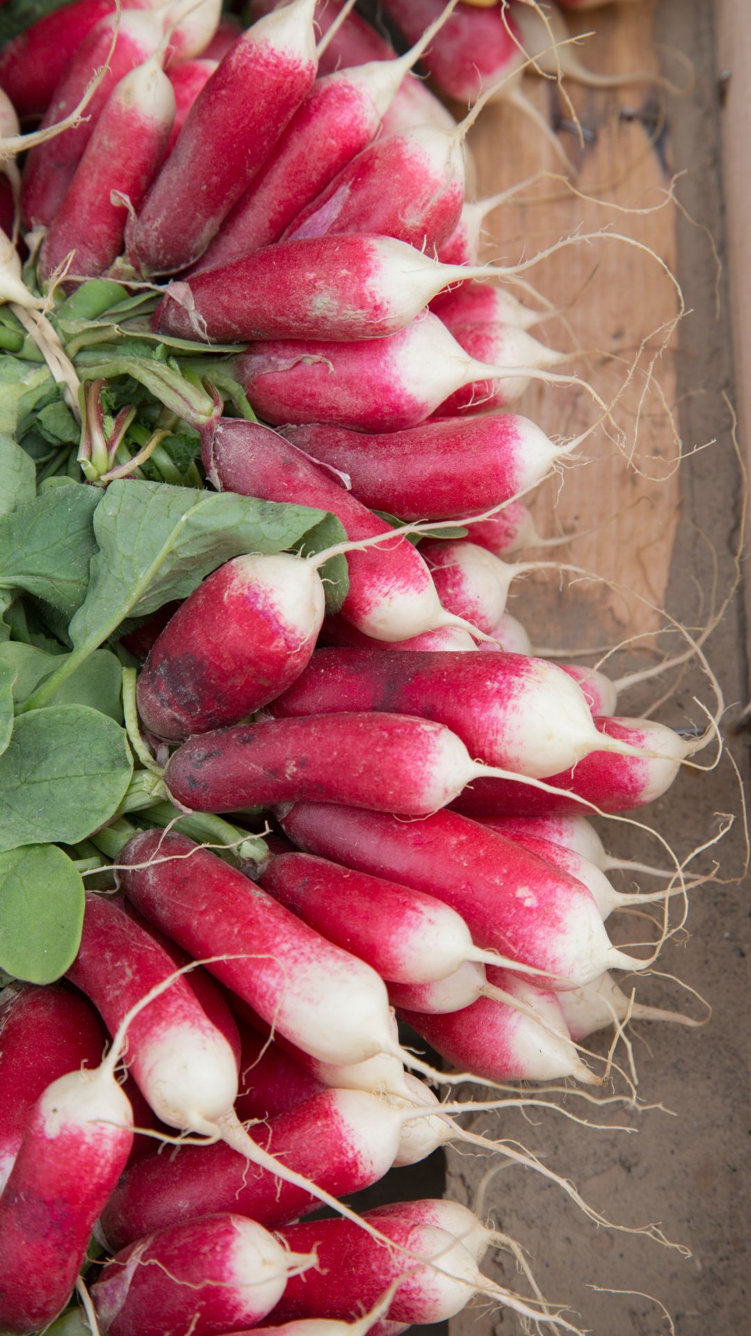 7 Health benefits of having Red Raddish (Laal Mooli)