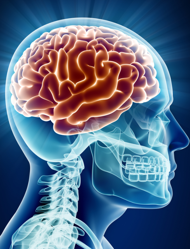 5 Fascinating Facts You Didn’t Know About The Human Brain