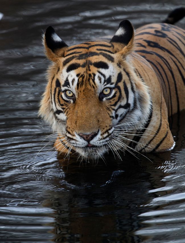 10 Countries With The Most Number of Tigers