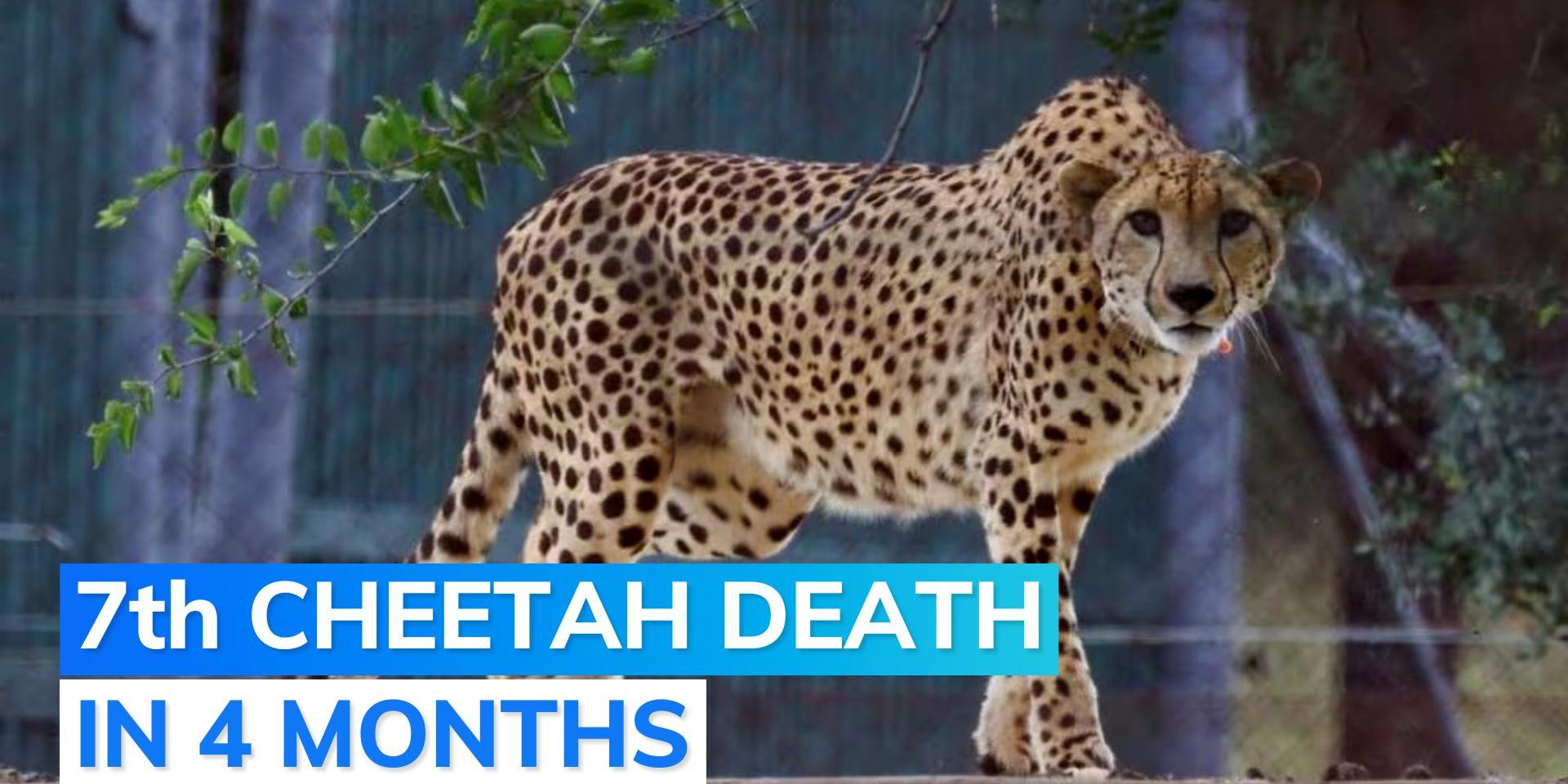 Another cheetah dies at MP‘s Kuno National Park | Editorji