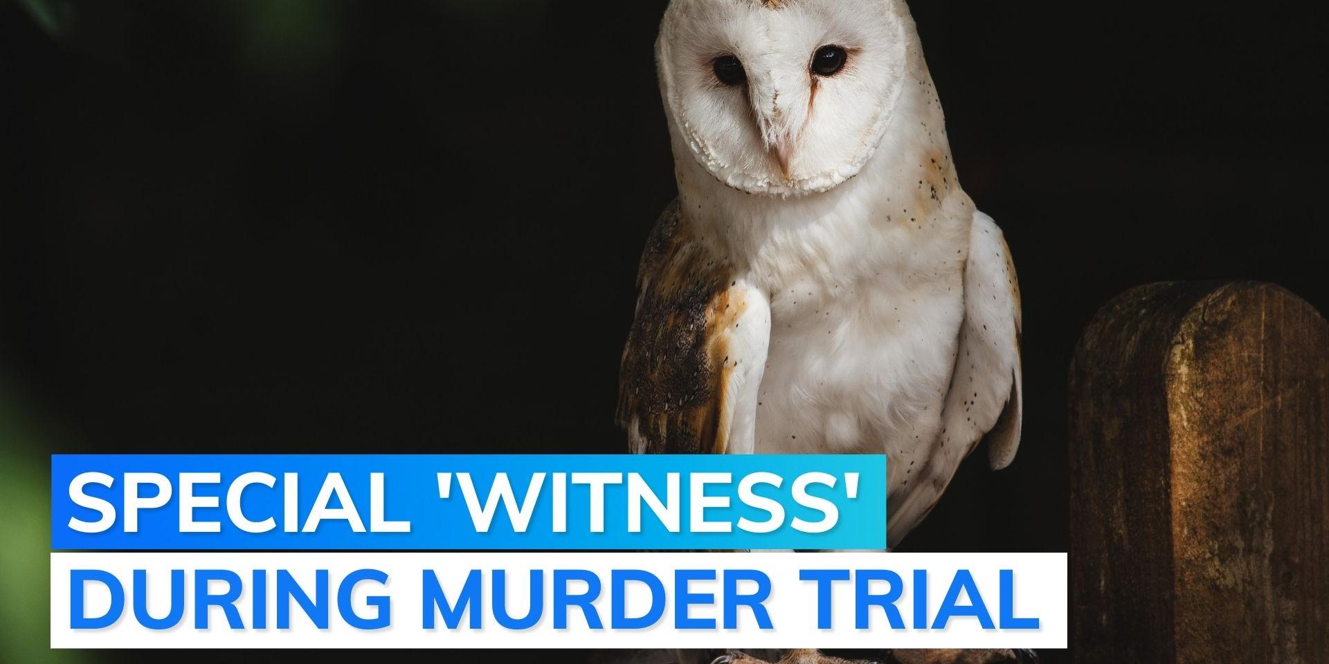 South Africa: owl causes havoc in courtroom during murder trial. Here‘s ...