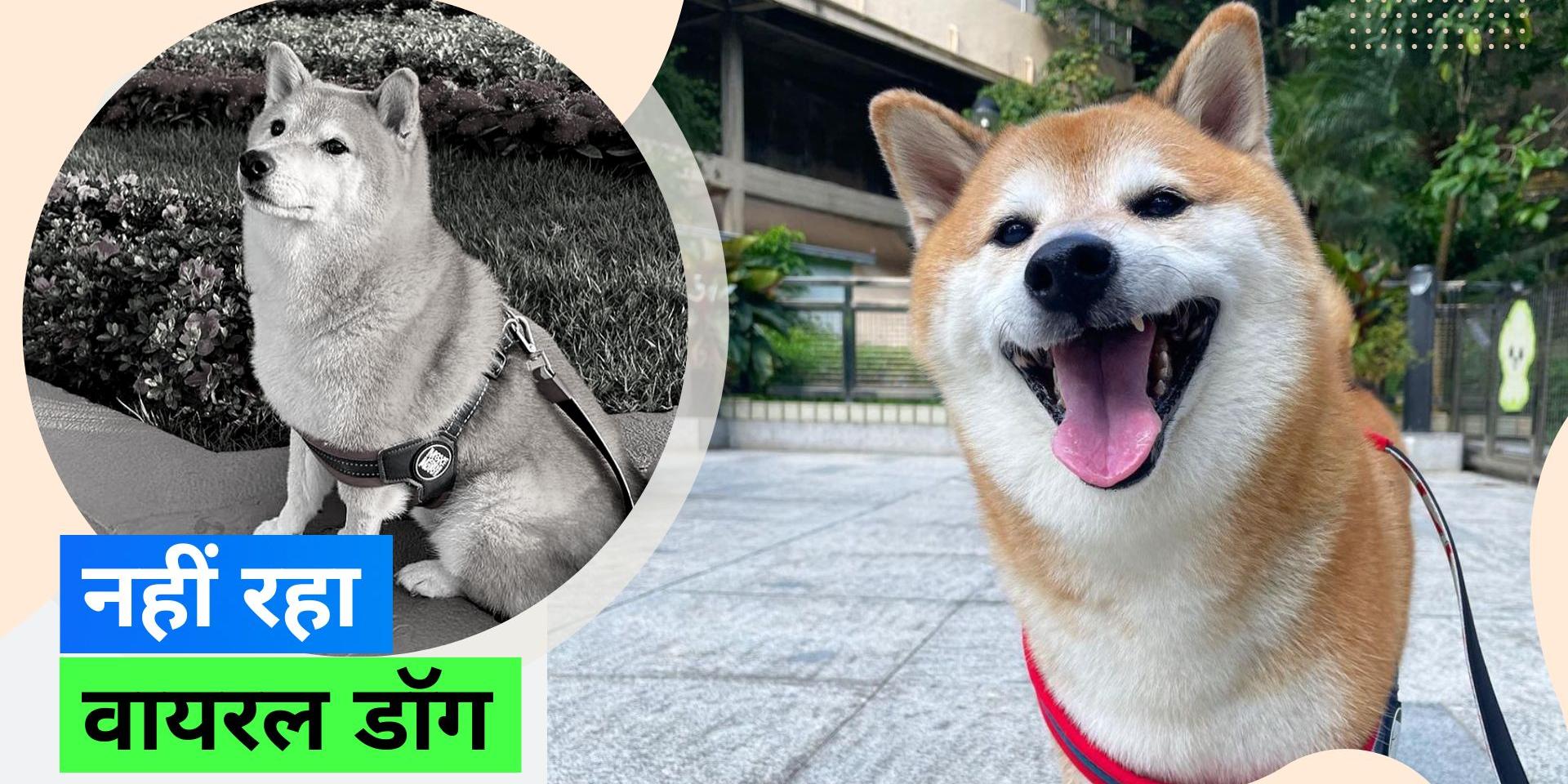 Cheems Death: Death of dog seen in viral memes, saddened fans - Cheems ...