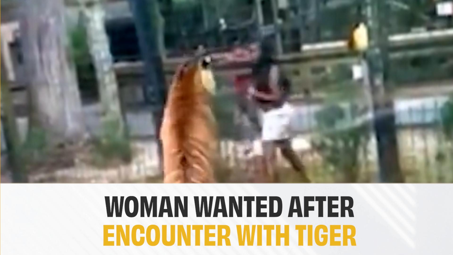 Chilling Video | Tiger Nearly Chews Off Woman‘s Hand As She Climbs Zoo ...