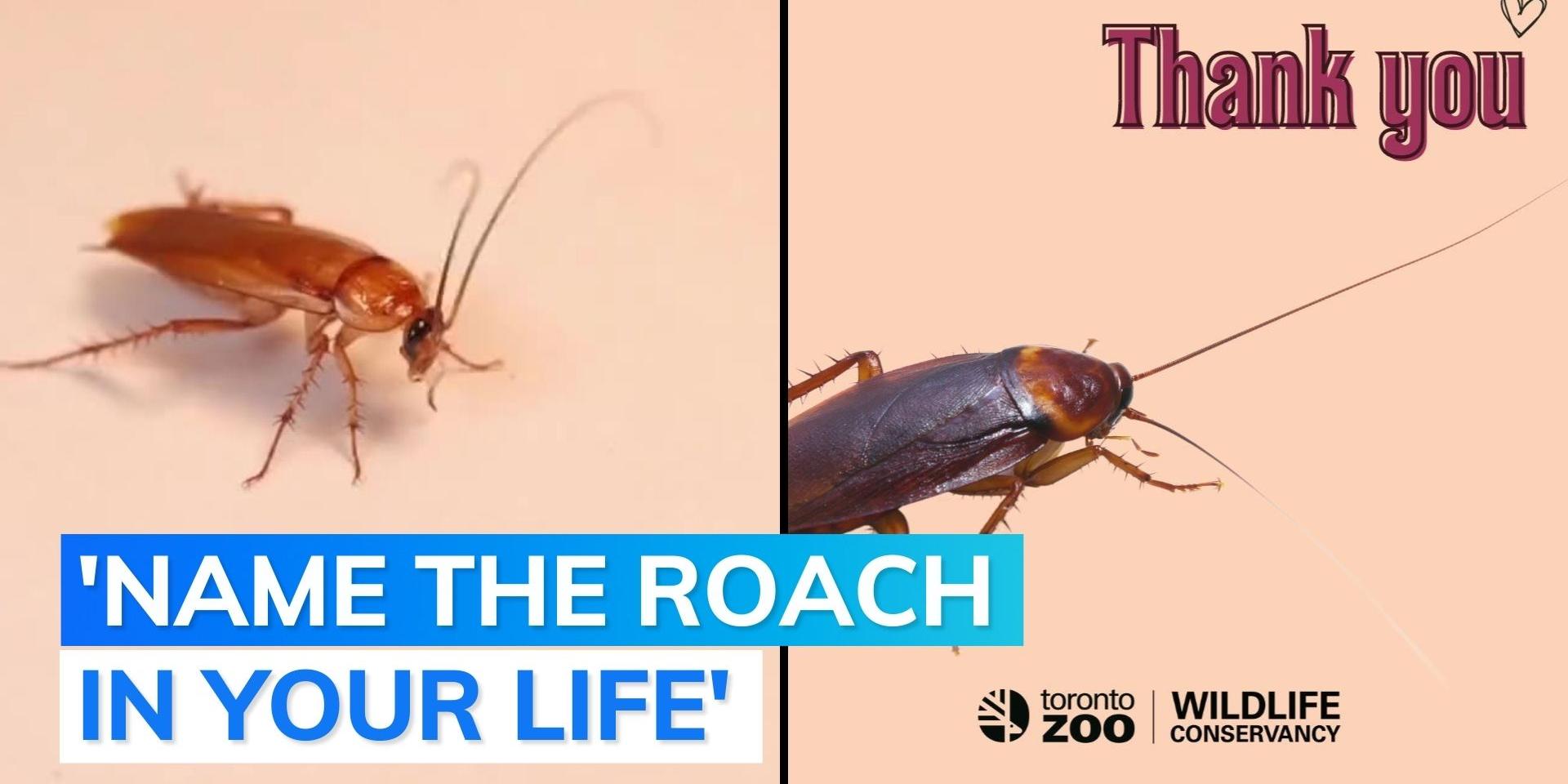 Trending: Canada zoo closes Valentine‘s special ’cockroach‘ contest ...