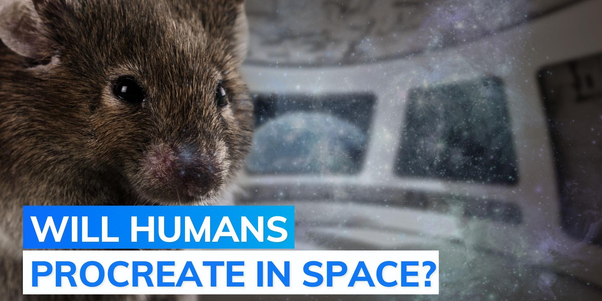Mouse embryos grown in space for first time, is human reproduction next ...