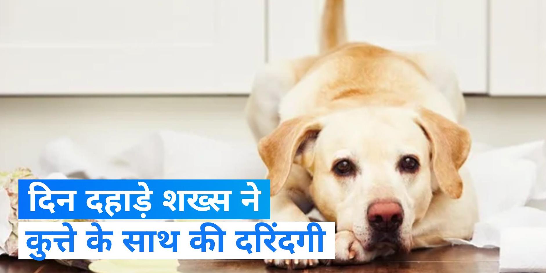 Bihar: Patna Dog Rape, Shame on humanity once again - Patna Dog Rape ...