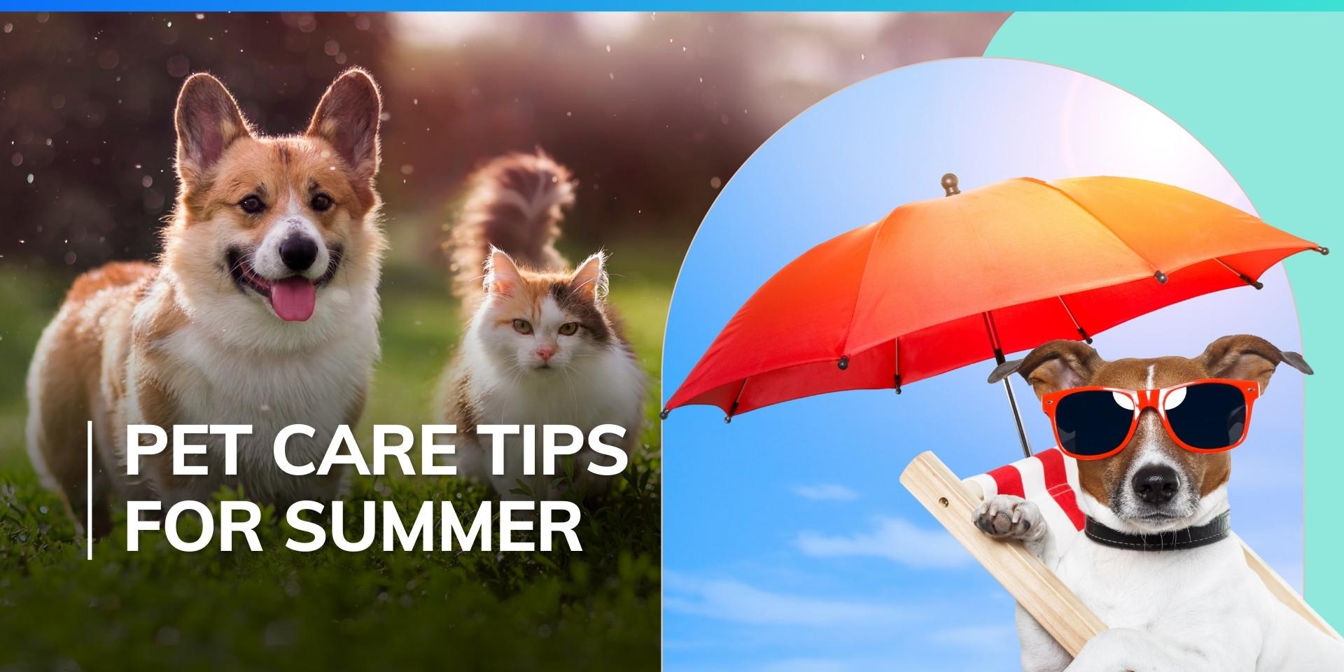 Save your pets from the scorching heat! 5 ways to take care of your ...