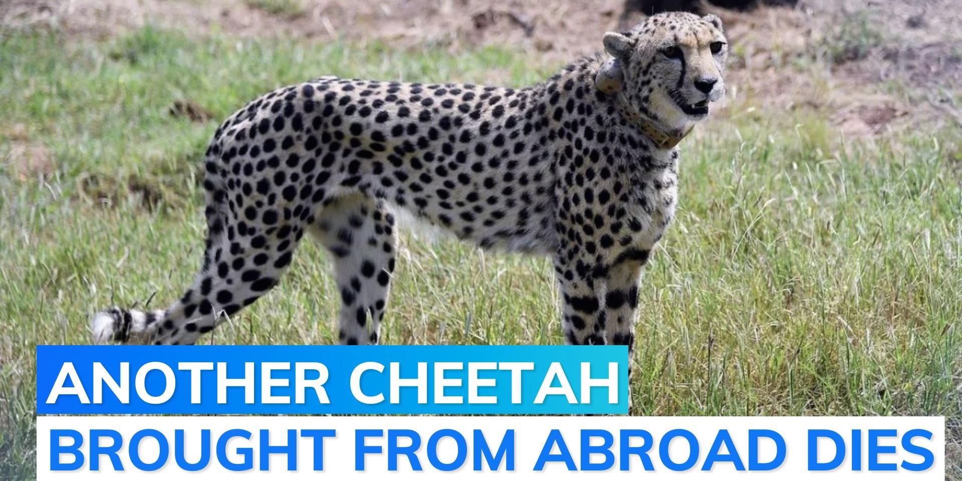 Third cheetah death in 42 days at Kuno National Park | Editorji