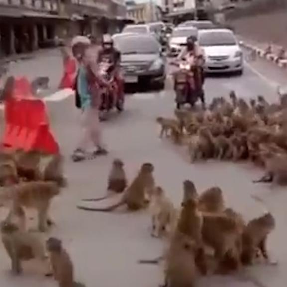 Watch: hundreds of monkeys gather in the middle of road in Thailand ...