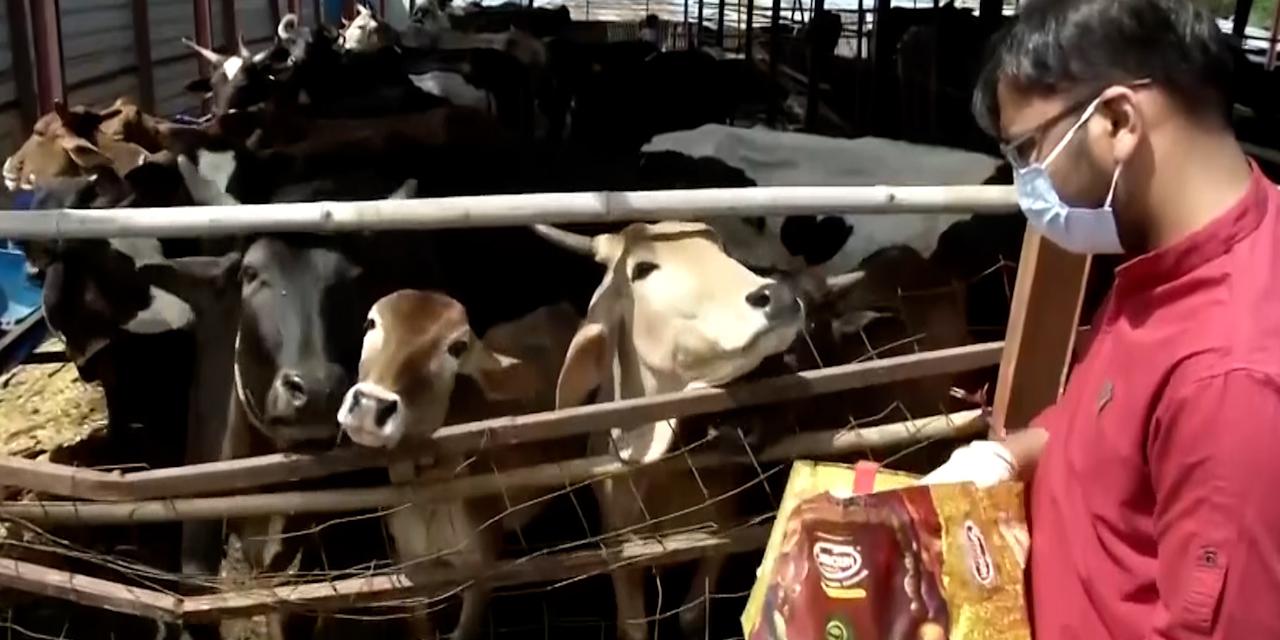 UP set to roll out ‘first-in-the-country’ ambulance service for cows ...