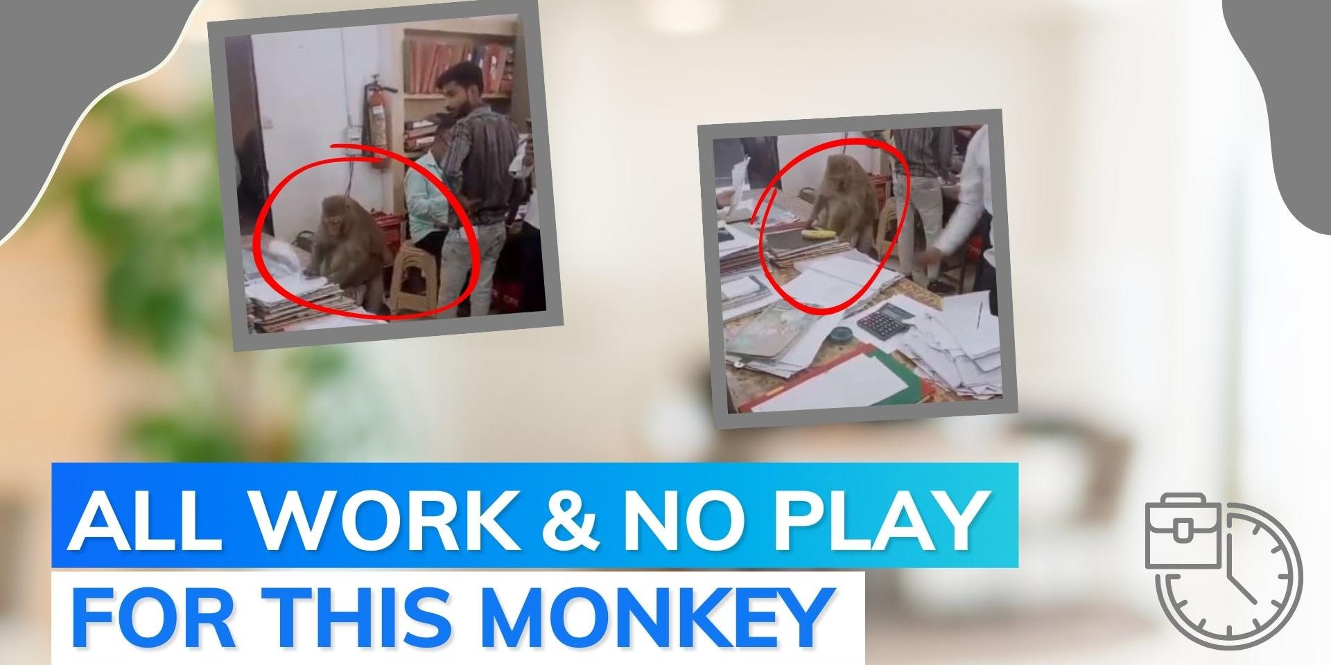 Trending: monkey check files at government office, ignores bananas ...