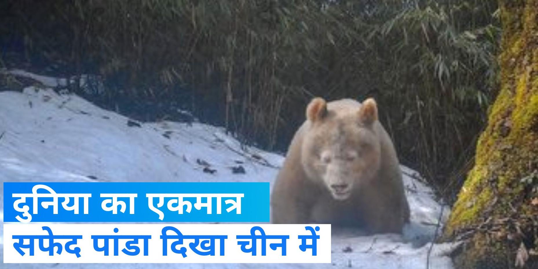 Rare All-White Panda in spotted in Wolong National Nature Reserve in ...