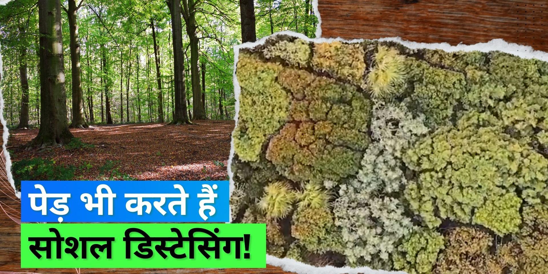 IFS officer shares video of trees practicing social distancing; watch ...