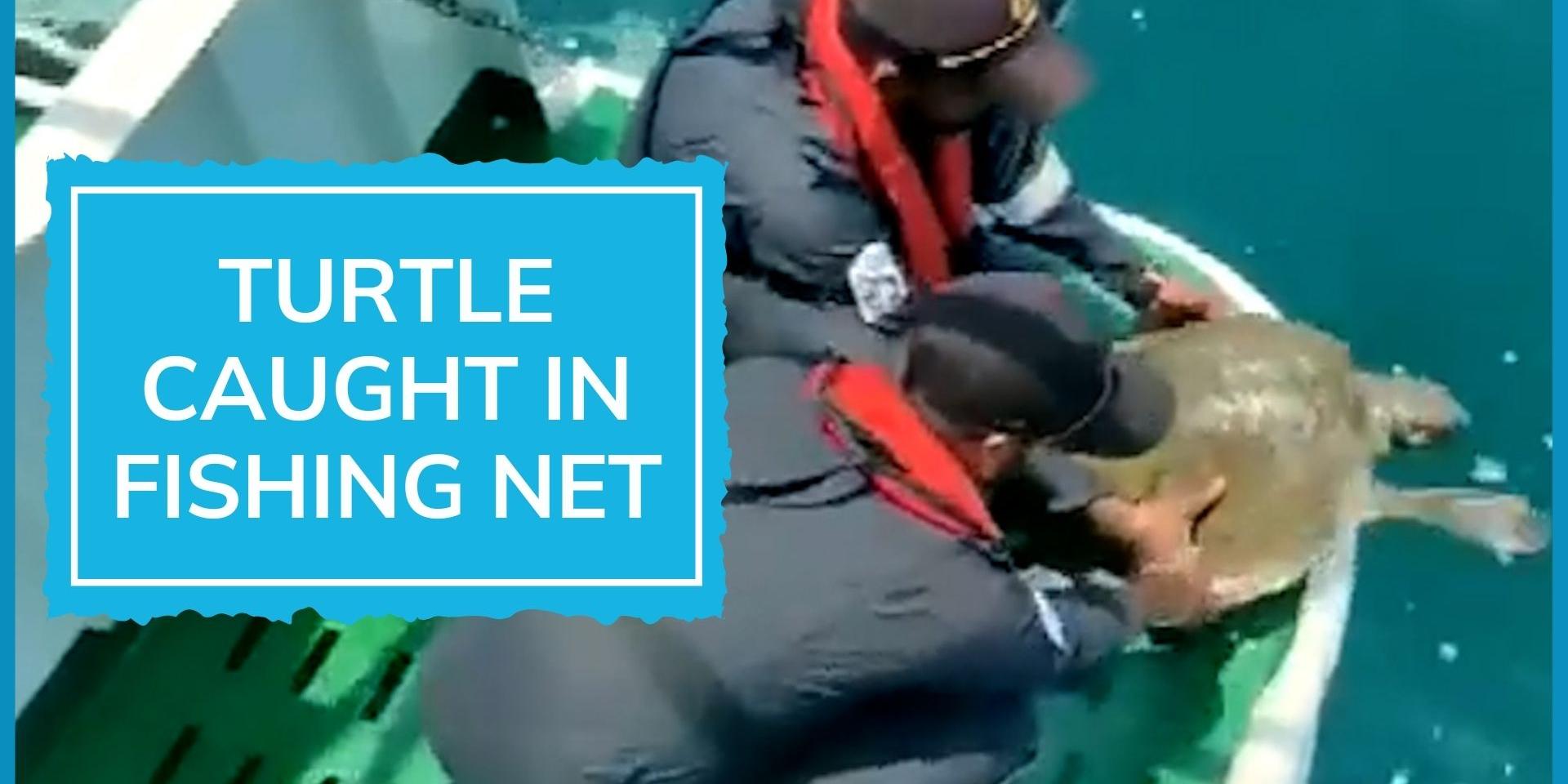 Watch: turtle gets caught in fishing net off Goa coast, spotted by ...
