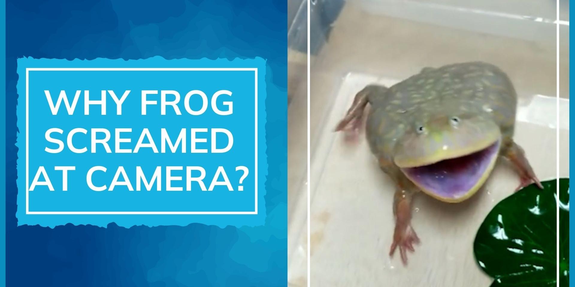 Watch: frog screams at camera, video goes viral. See what expert said | Editorji