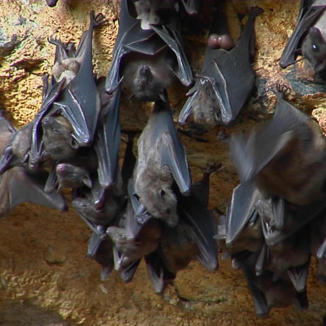 Why bats may be immune to Covid-19 | Editorji