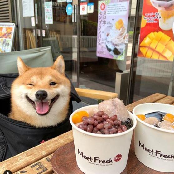 Smile please: doggo sports a wide grin at the sight of food! | Editorji