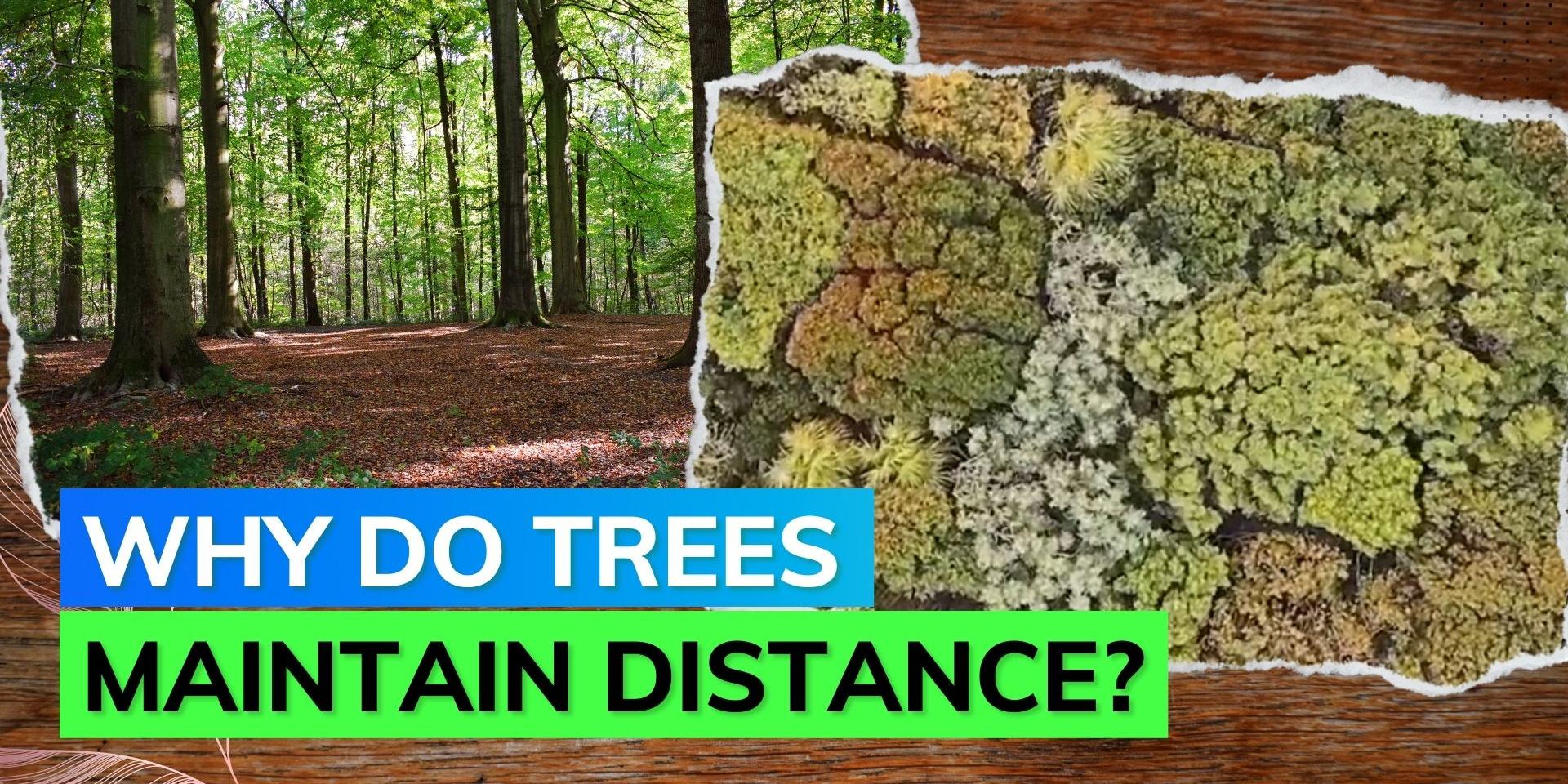 Crown Shyness: IFS officer shares video of trees practising social ...