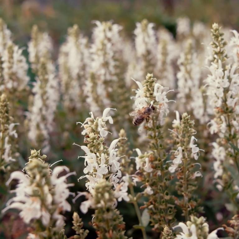 AI designs the perfect garden for bees | Editorji