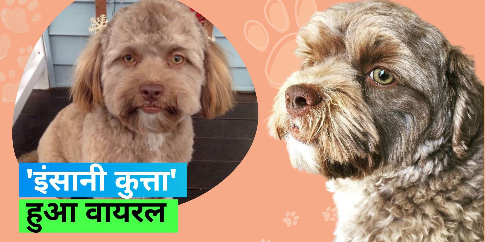 Human Face Dog: People can‘t believe the picture of a dog with a ’human ...