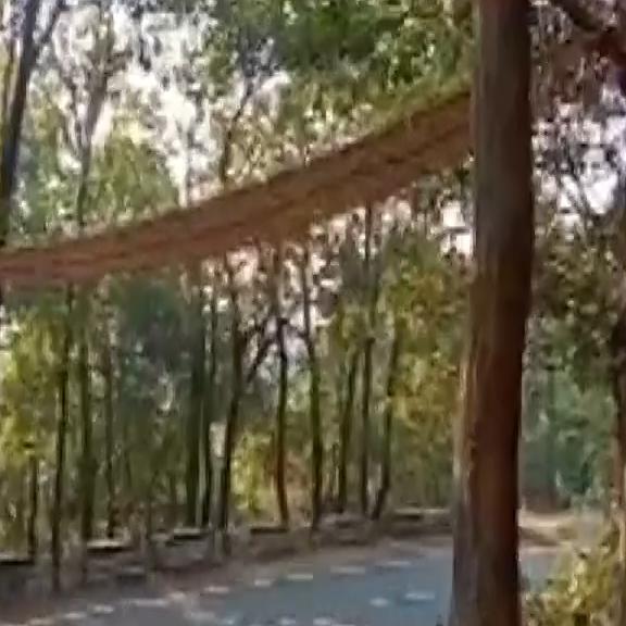 This eco-bridge in Uttarakhand will help reptiles cross a busy road ...