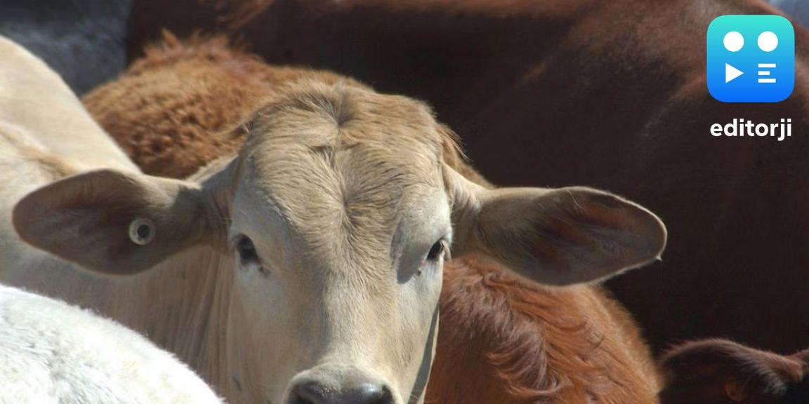 Cow Smuggler Arrest: 50 Cows Rescued | Editorji