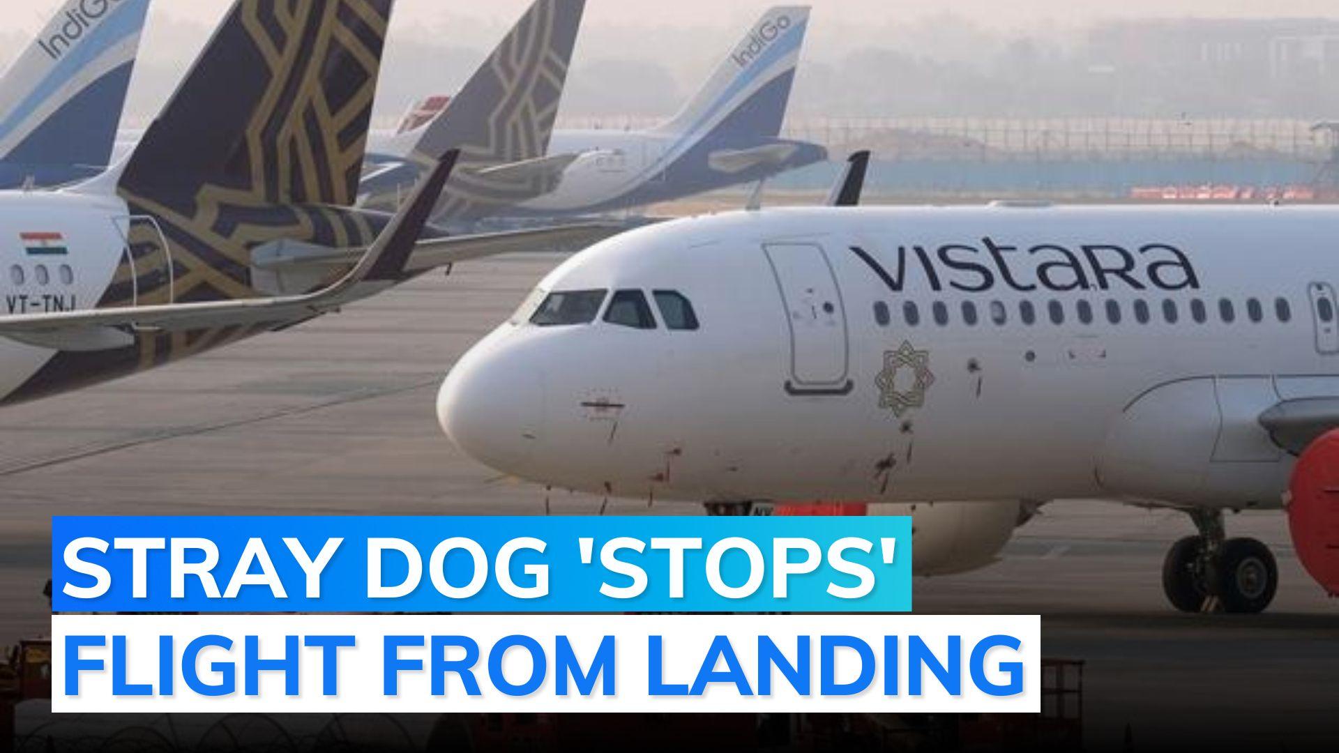 Vistara flight returns to Bengaluru after stray dog enters Goa airport ...