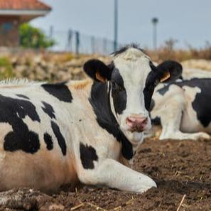 Potty-trained cows? MooLoos to help save the environment! | Editorji