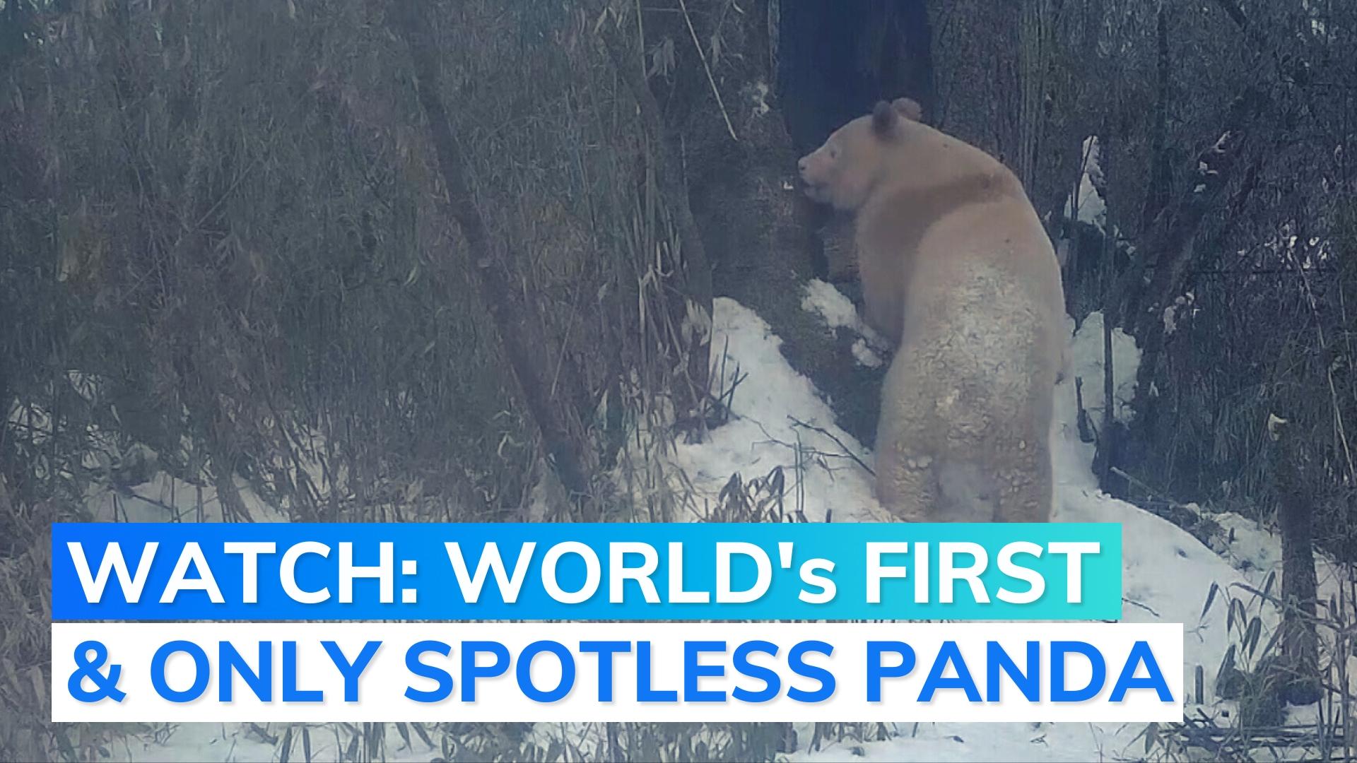 All-white panda spotted again in China‘s Wolong Nature Reserve after 4 ...