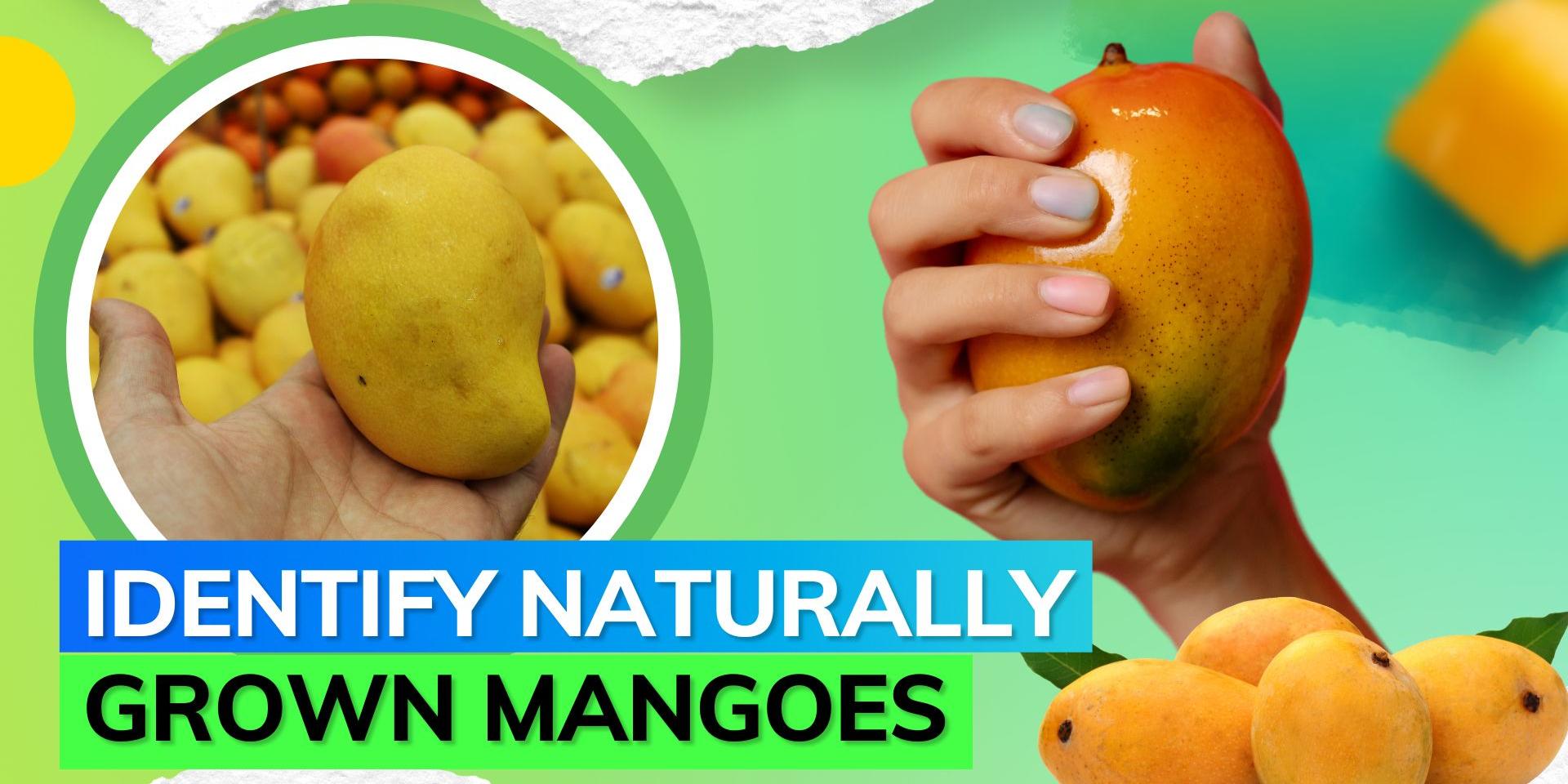 Mangoes And Mangos The Difference at Michael Coppock blog