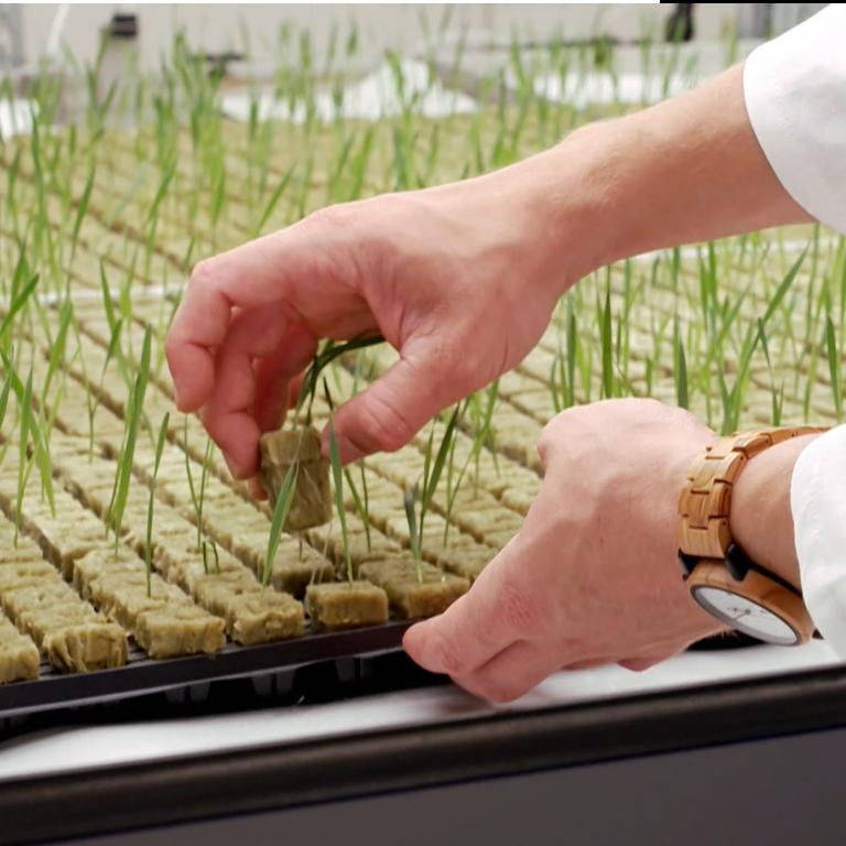 Indoor wheat: a food security solution? | Editorji