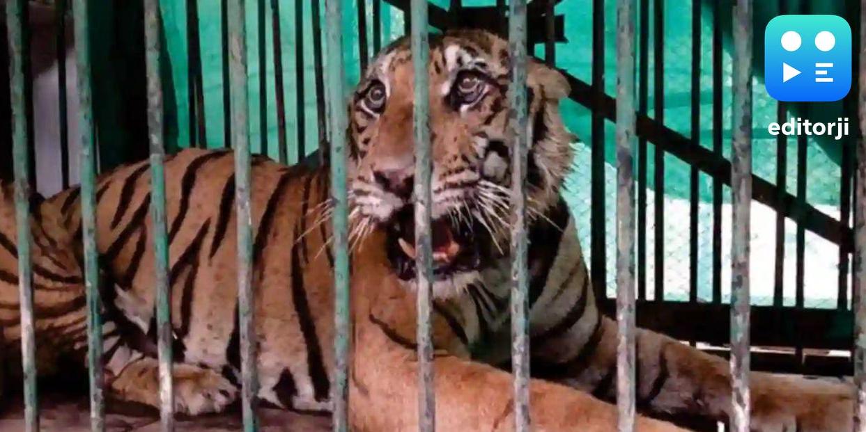 Tiger Capture in Maharashtra: Details | Editorji