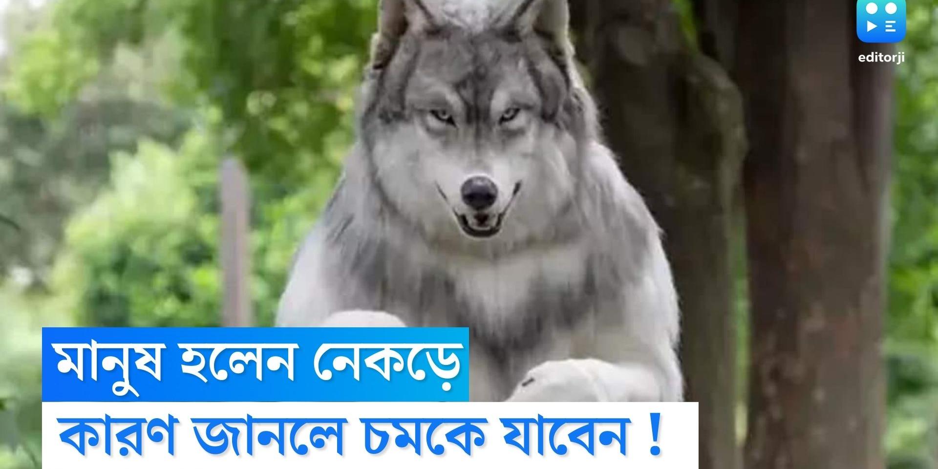 Japanese man spends Rs 18 lakh to look like a real wolf walking on hind legs - Wolf Viral News ...