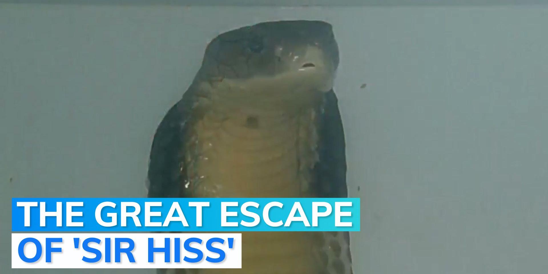 This is how venomous king cobra escaped from Swedish zoo | Editorji