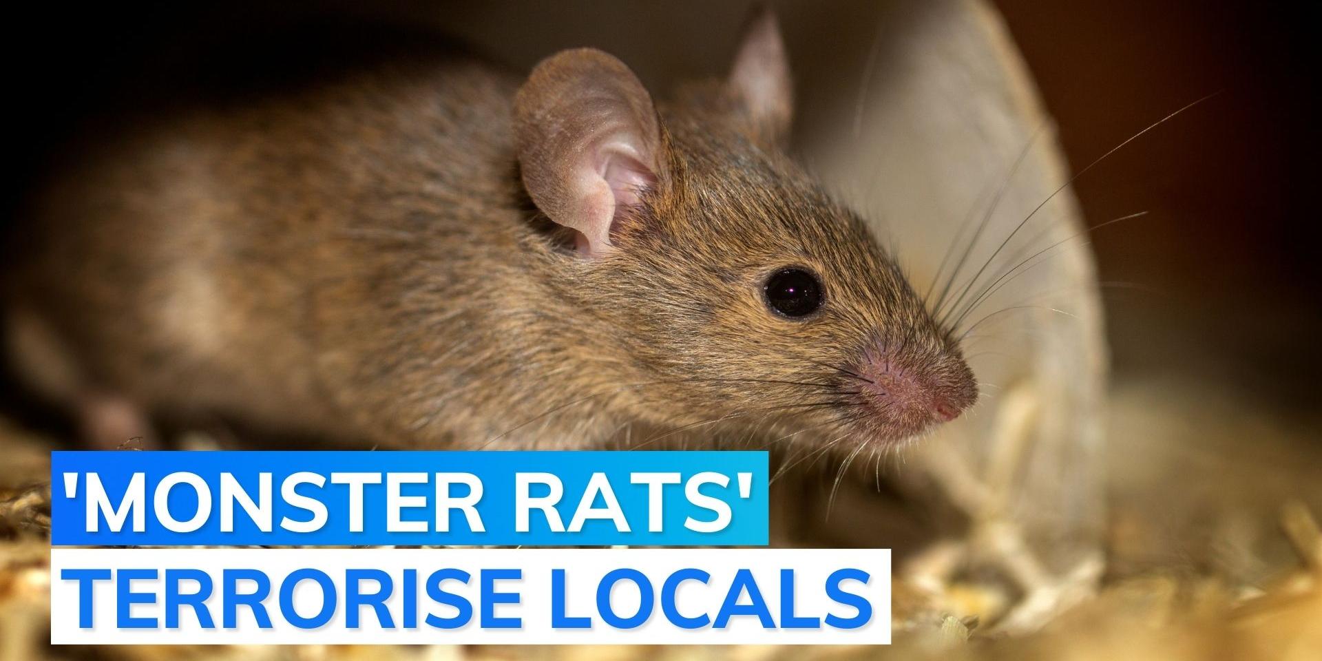 Rats as huge as cats spotted in UK‘s Wales: report | Editorji