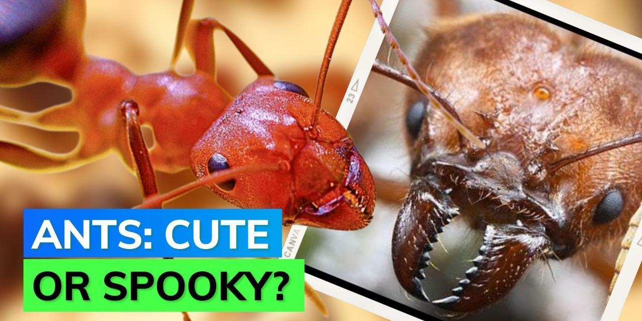 Find ants cute? This image might ruin that thought of yours | Editorji